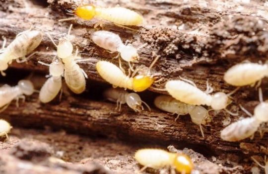 √ 6 Cara Membasmi Rayap yang Ampuh, Praktis dan Mudah Dilakukan ...